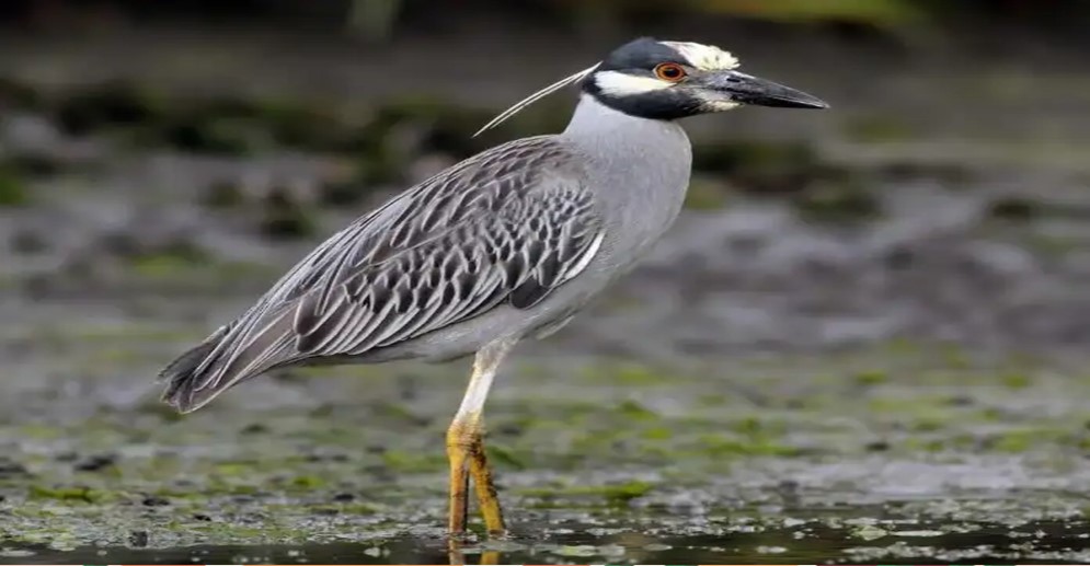Nueva especie de garza se ubica en La Sabana - Agencia Occidental de ...