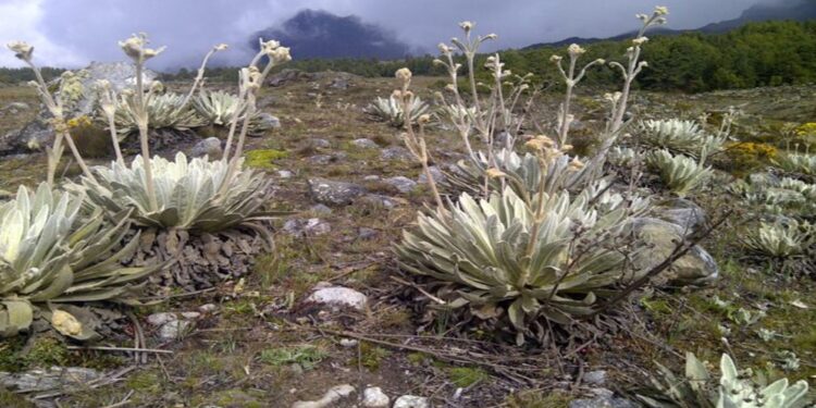 Biodiversidad Andina: Investigadores estudian ecosistema en los ...